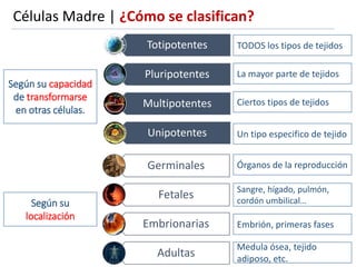 Células Madre [Stem Cells] | PPTX