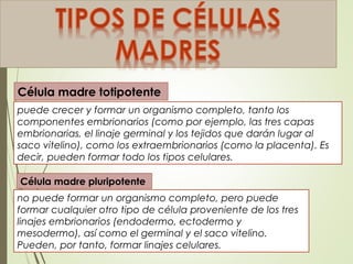 Celulasmadres 091207153003-phpapp02 | PPT