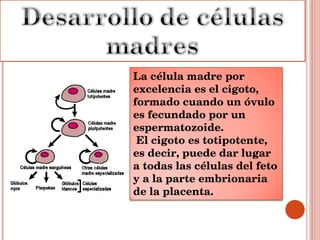 Celulas Madres | PPT