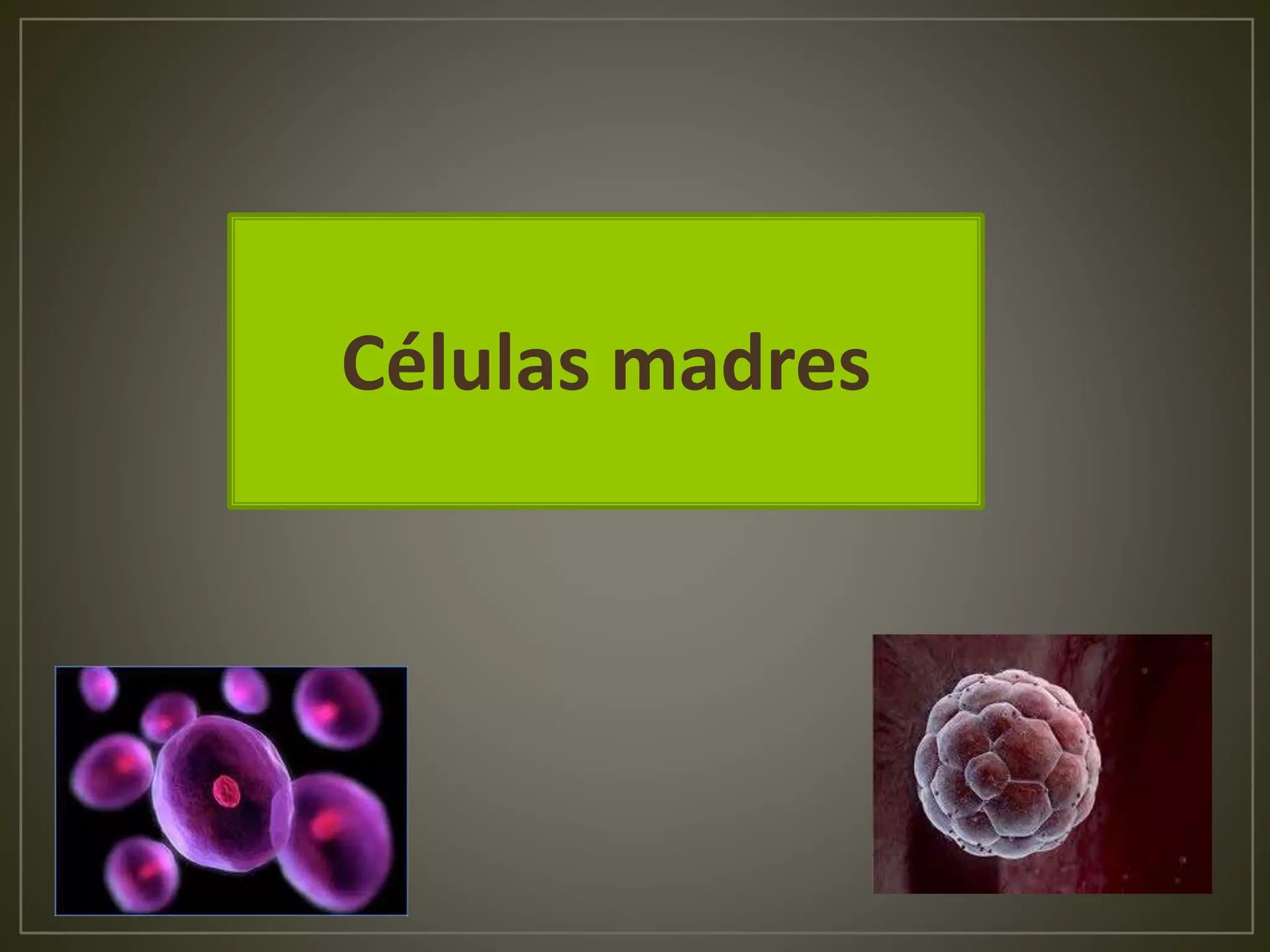 Celulas madres | PPTX