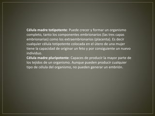 Celulas madres | PPTX