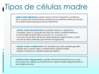 Celulas Madre Y Medicina Regenerativa | PPTX