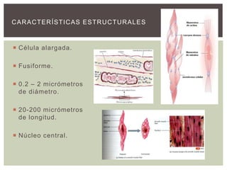Célula del musculo liso | PPTX