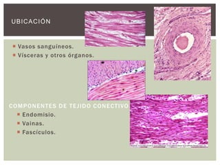 Célula del musculo liso | PPTX