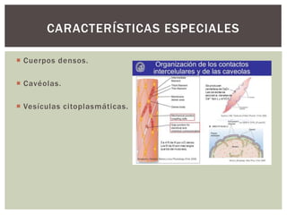 Célula del musculo liso | PPTX