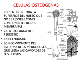 Celulas osteogenas | PPTX