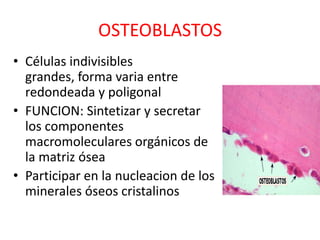 Celulas osteogenas | PPTX