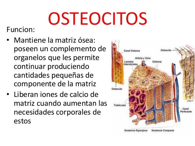 Celulas Osteogenas