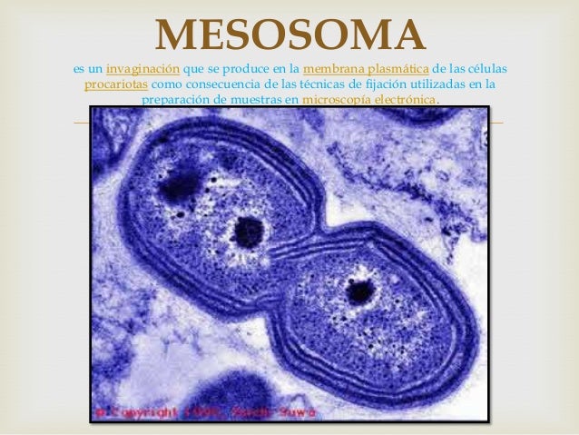 RECOLECCION DE IMAGENES ORGANULOS CELILARES