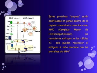 Celulas presentadoras de_antigenos | PPTX