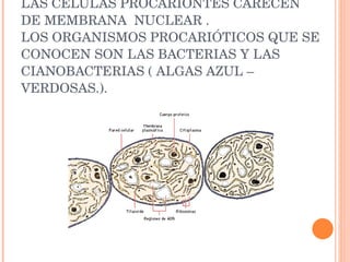 Celulas Procariontes | PPT