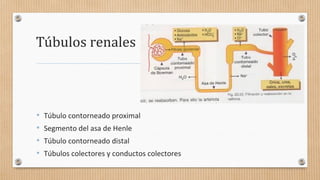 Células de los tubulos renales | PPT