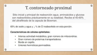 Células de los tubulos renales | PPT