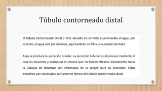 Células de los tubulos renales | PPT