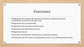 Células de los tubulos renales | PPT