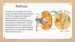 Células de los tubulos renales | PPT