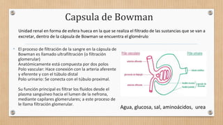 Células de los tubulos renales | PPT