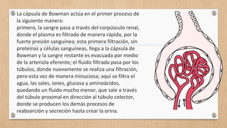 Células de los tubulos renales | PPT