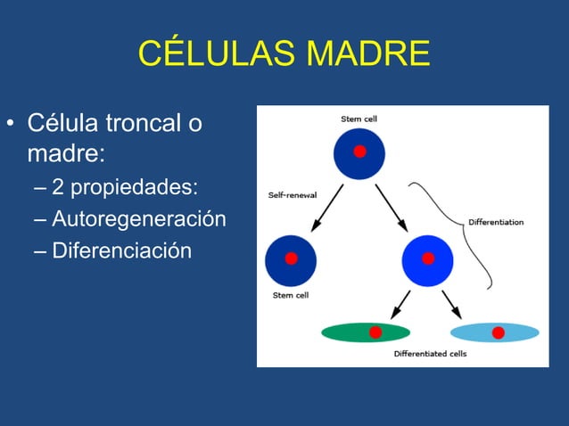 Celulas troncales en investigación | PPT