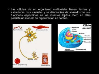 Celula su estructura y reproducción | PPTX