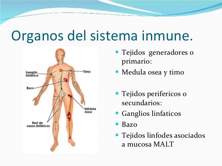 Celulas y organos del sistema inmune