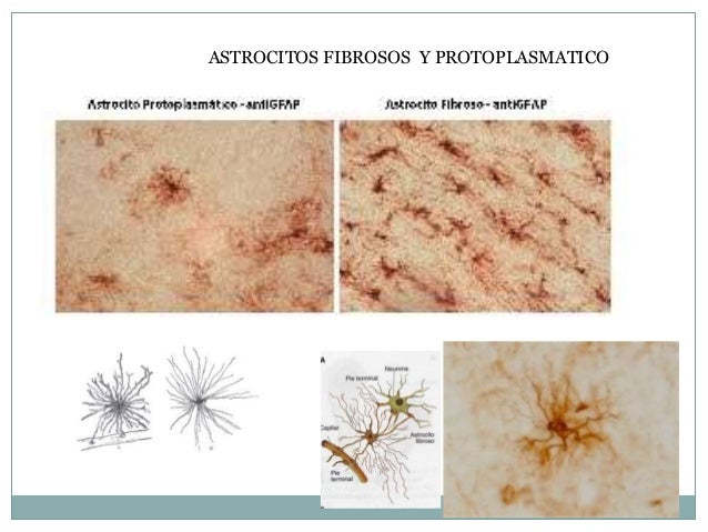 Células y tejido nervioso