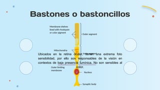 CELULAS Y TEJIDOS PP.pptx