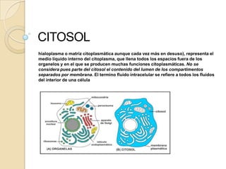 Celula vegetal | PPT