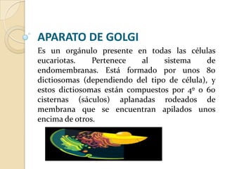 Celula vegetal | PPTX