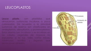 Celula vegetal | PPTX