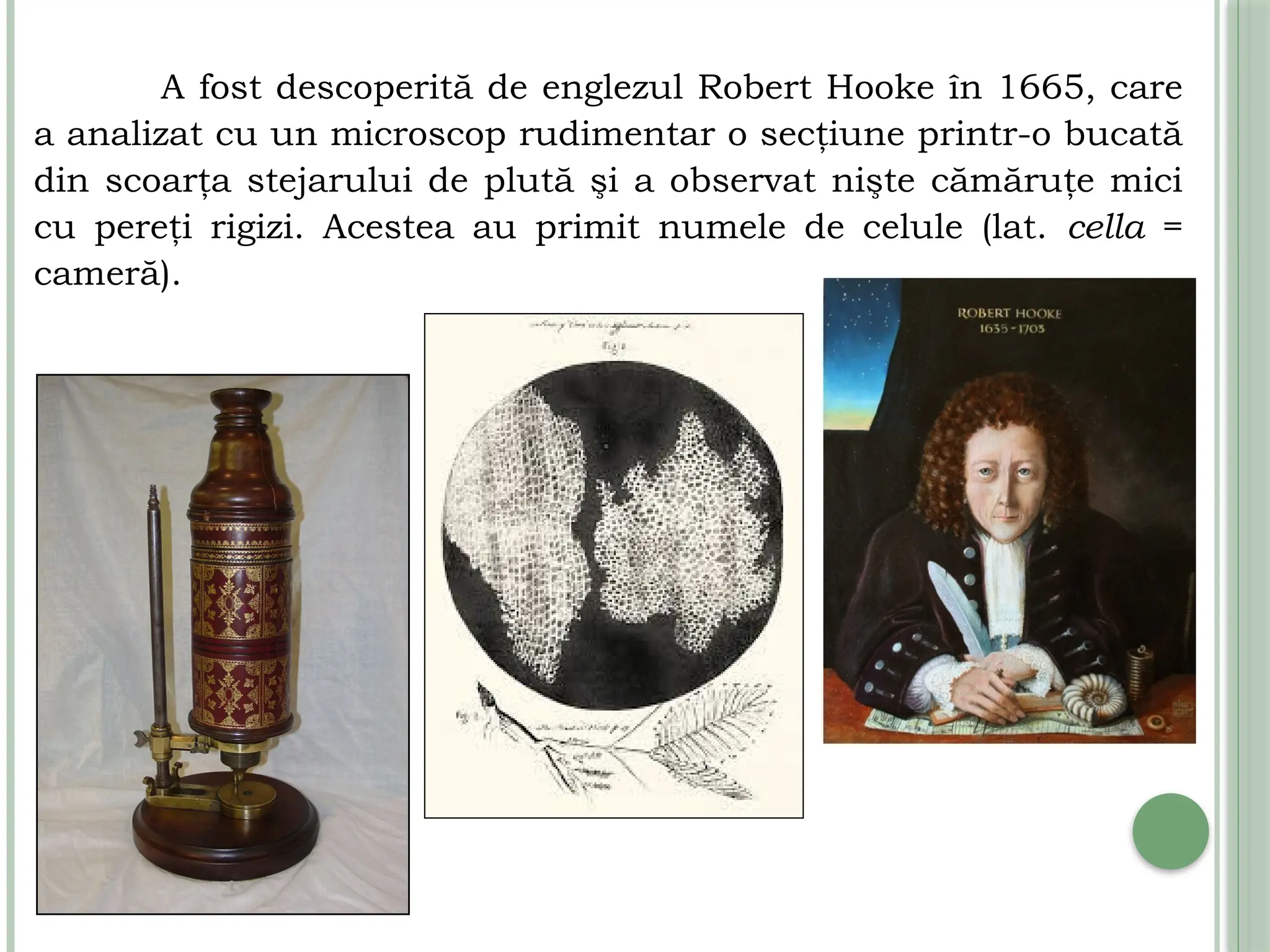 celula_vegetala proiect clasa a 6 a celula vegetala | PPTX