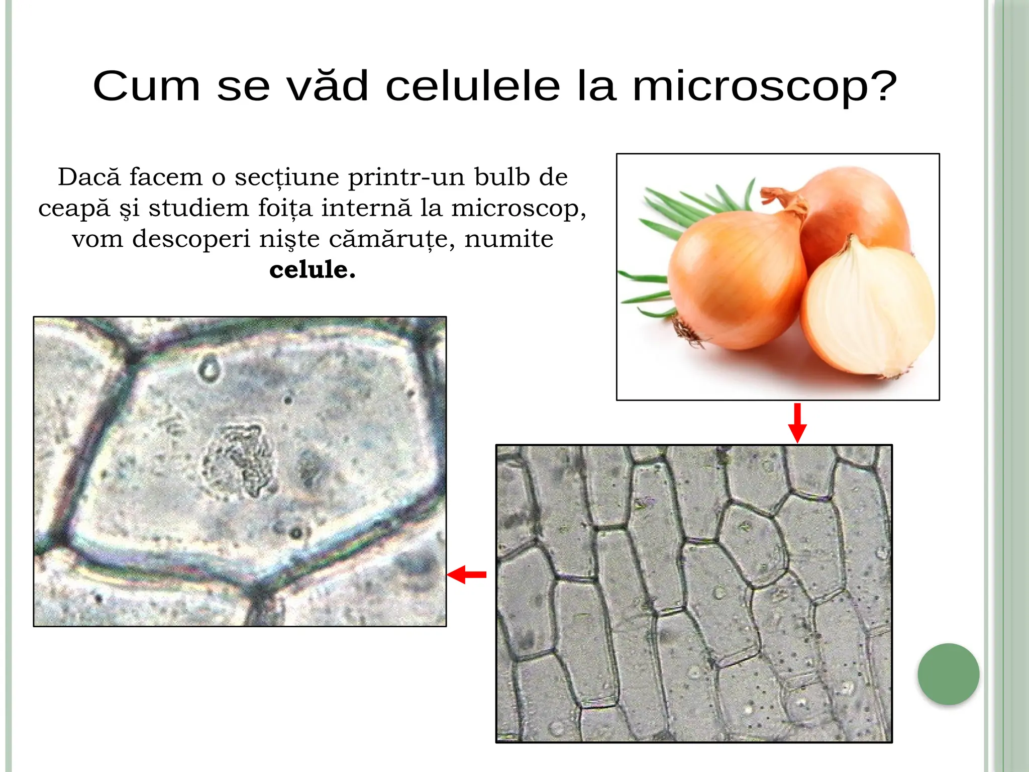 celula_vegetala proiect clasa a 6 a celula vegetala | PPTX