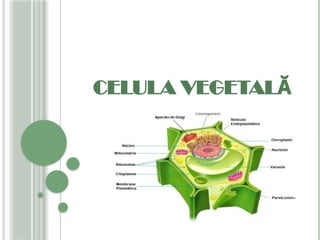 celula_vegetala proiect clasa a 6 a celula vegetala | PPTX