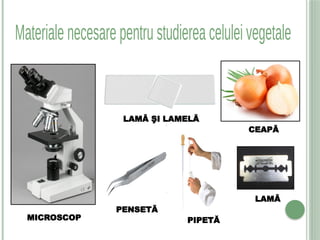 celula_vegetala proiect clasa a 6 a celula vegetala | PPTX
