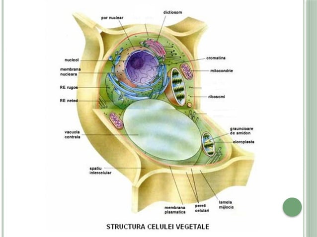 celula_vegetala proiect clasa a 6 a celula vegetala | PPTX