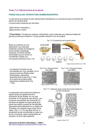 Celula Vegetal Pared. Biologia vegetal.pdf