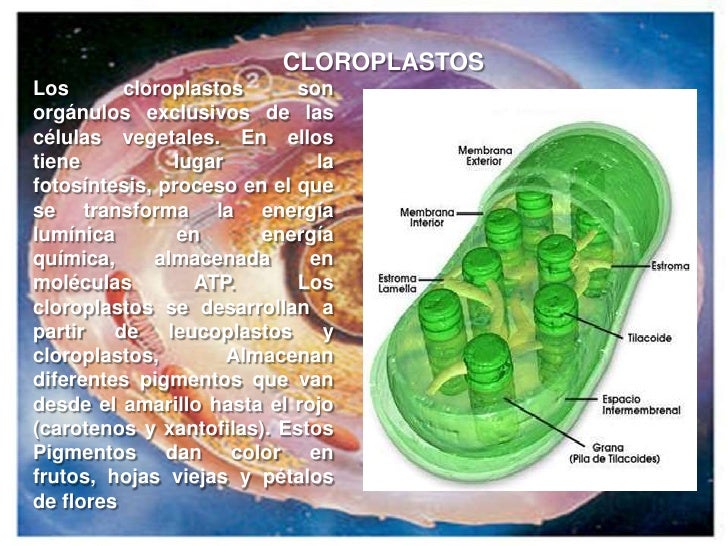 Que Son Los Cloroplastos Los Leucoplastos Y Los