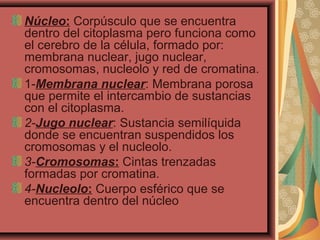 Celula y ciclo celular | PPT