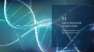 Celulele stem | PPTX