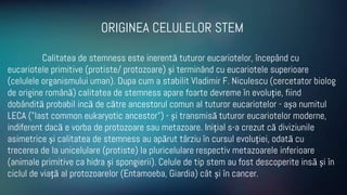 Celulele stem | PPTX