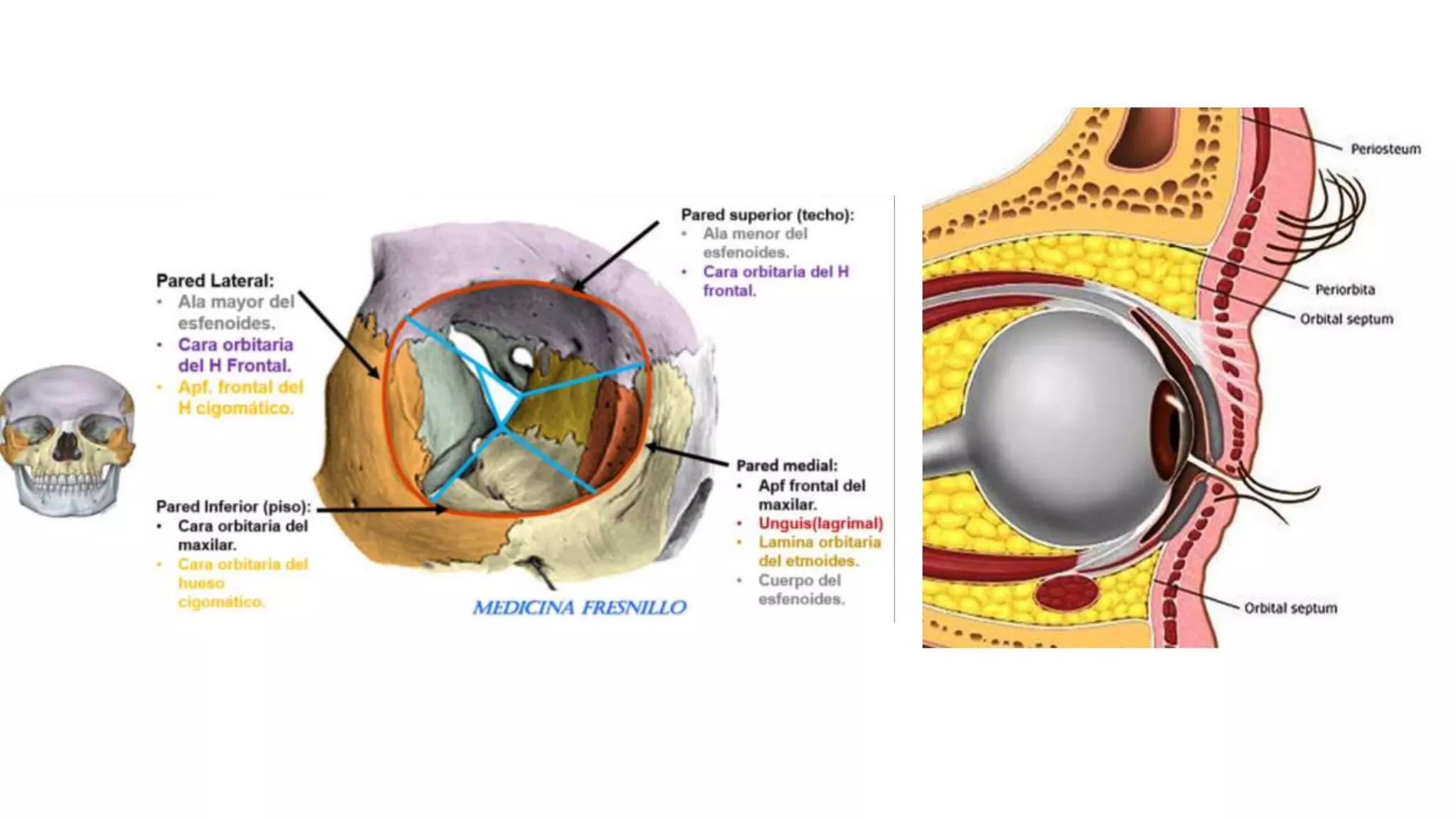 Celulitis preseptal y orbitaria | PPTX