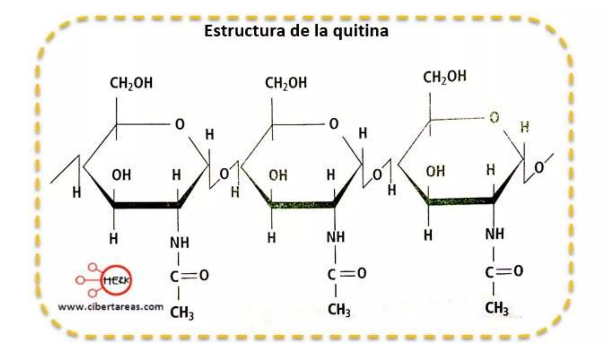 Celulosa y quitina por Sara Canchignia | PPTX