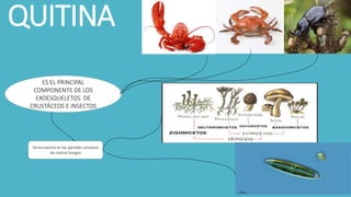 Celulosa y quitina por Sara Canchignia | PPTX