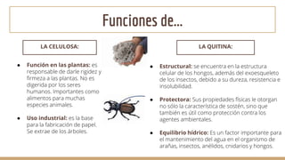 Celulosa y quitina | PPTX