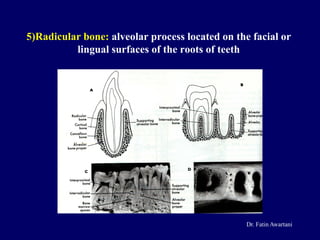 Cement bone | PDF