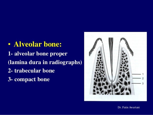 Alveolar Bone Proper ALVEOLAR BONE.pptx. To All Dental Hygiene | PPT