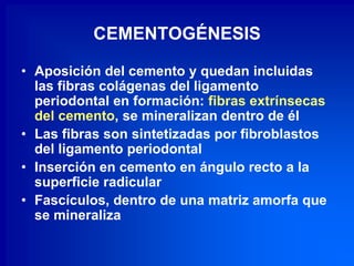 CEMENTO DENTAL | PPT