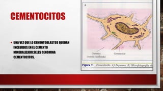 cemento radicular y partes del periodonto | PPTX
