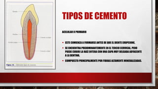 cemento radicular y partes del periodonto | PPTX