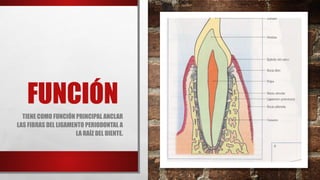 cemento radicular y partes del periodonto | PPTX